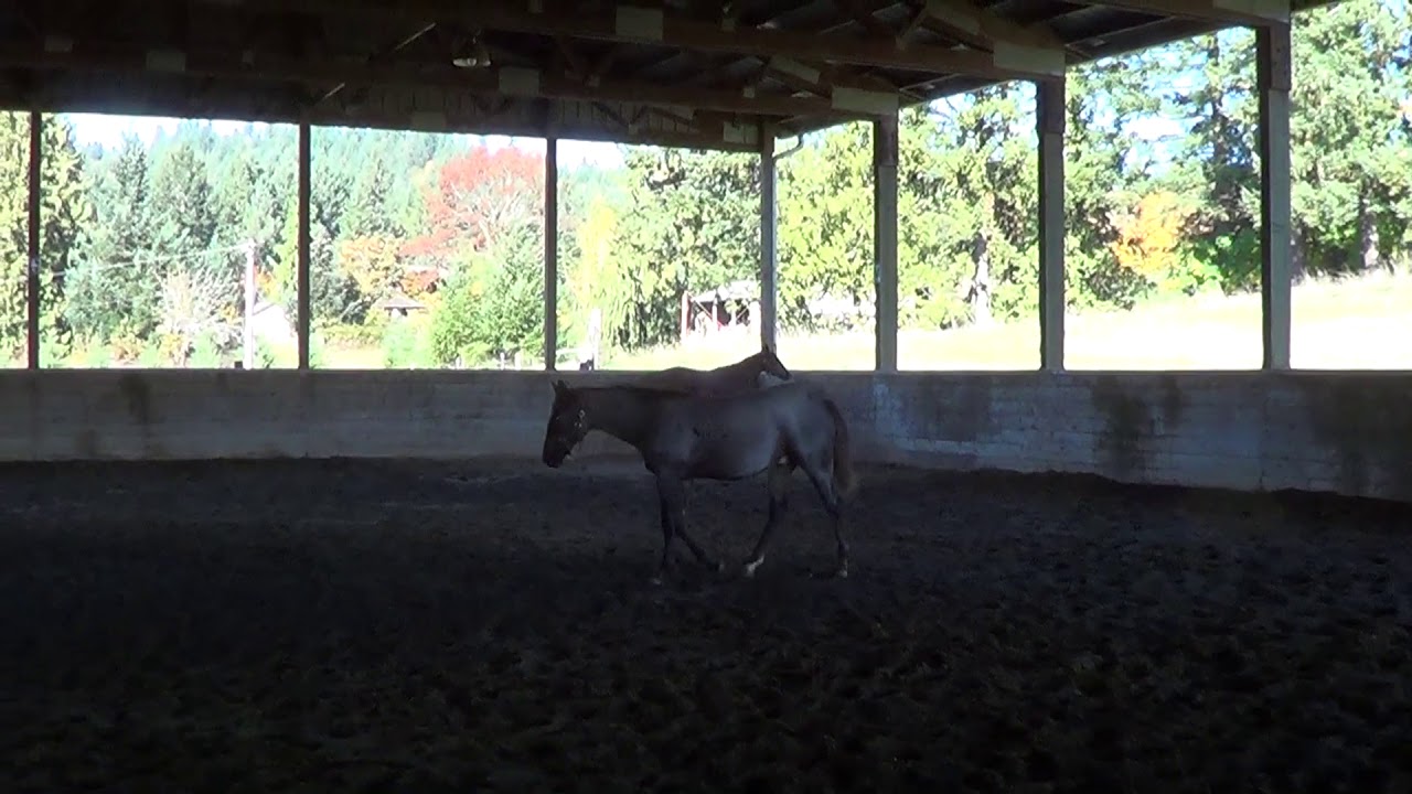 2017 AQHA chestnut colt by The Lopin Machine - YouTube