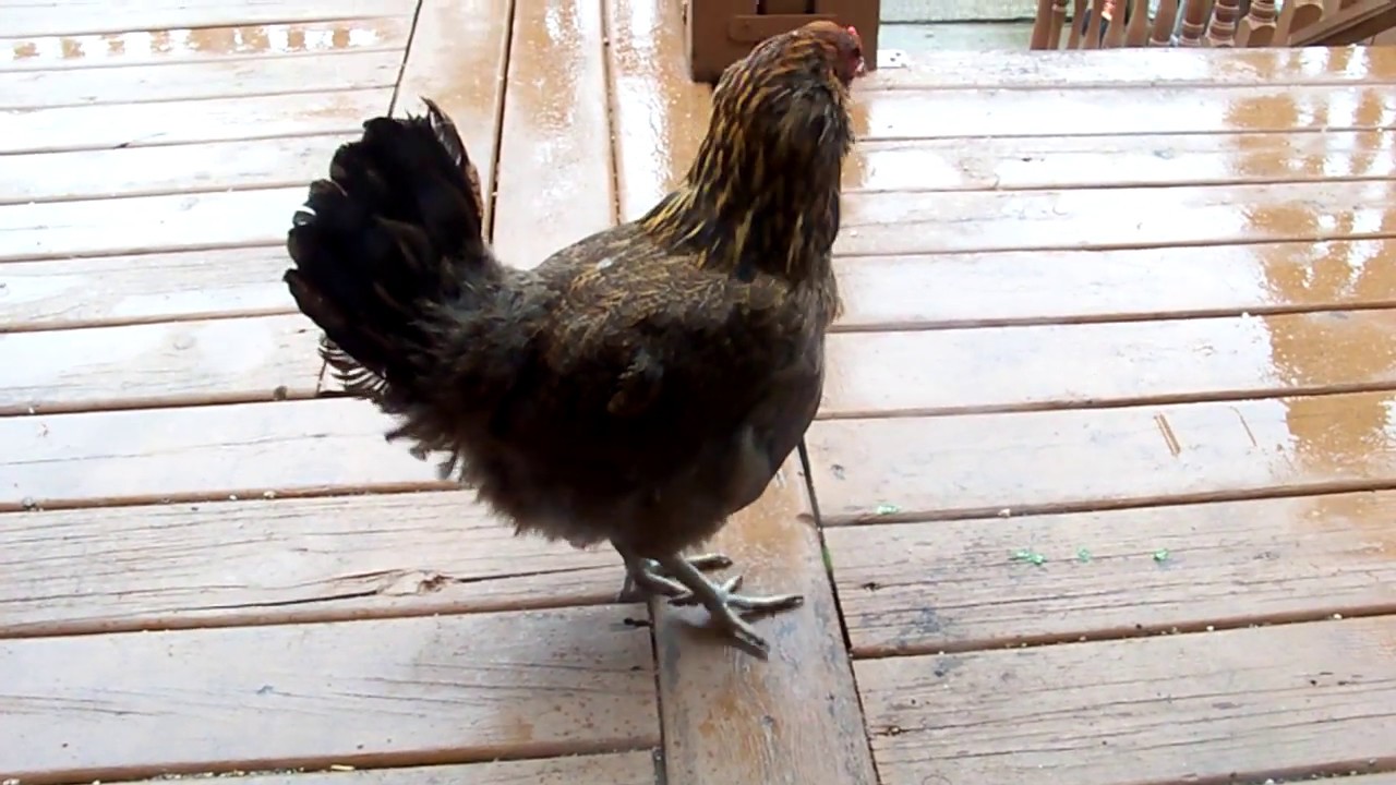 Hen recovering from blindness. - YouTube