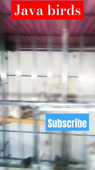Java Birds ️🌹 - YouTube