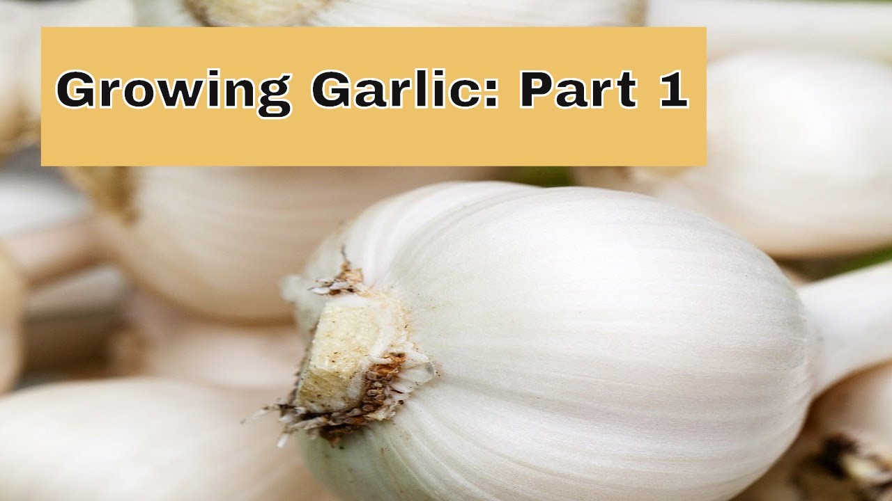 Growing garlic from cloves part 1 - YouTube