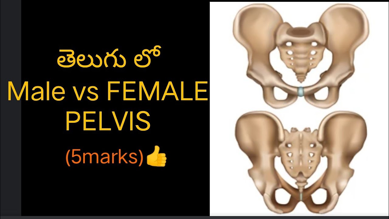 DIFFERENCE BETWEEN MALE AND FEMALE PELVIS IN TELUGU YouTube DIFFERENCE BETWEEN MALE AND FEMALE PELVIS IN TELUGU YouTube
