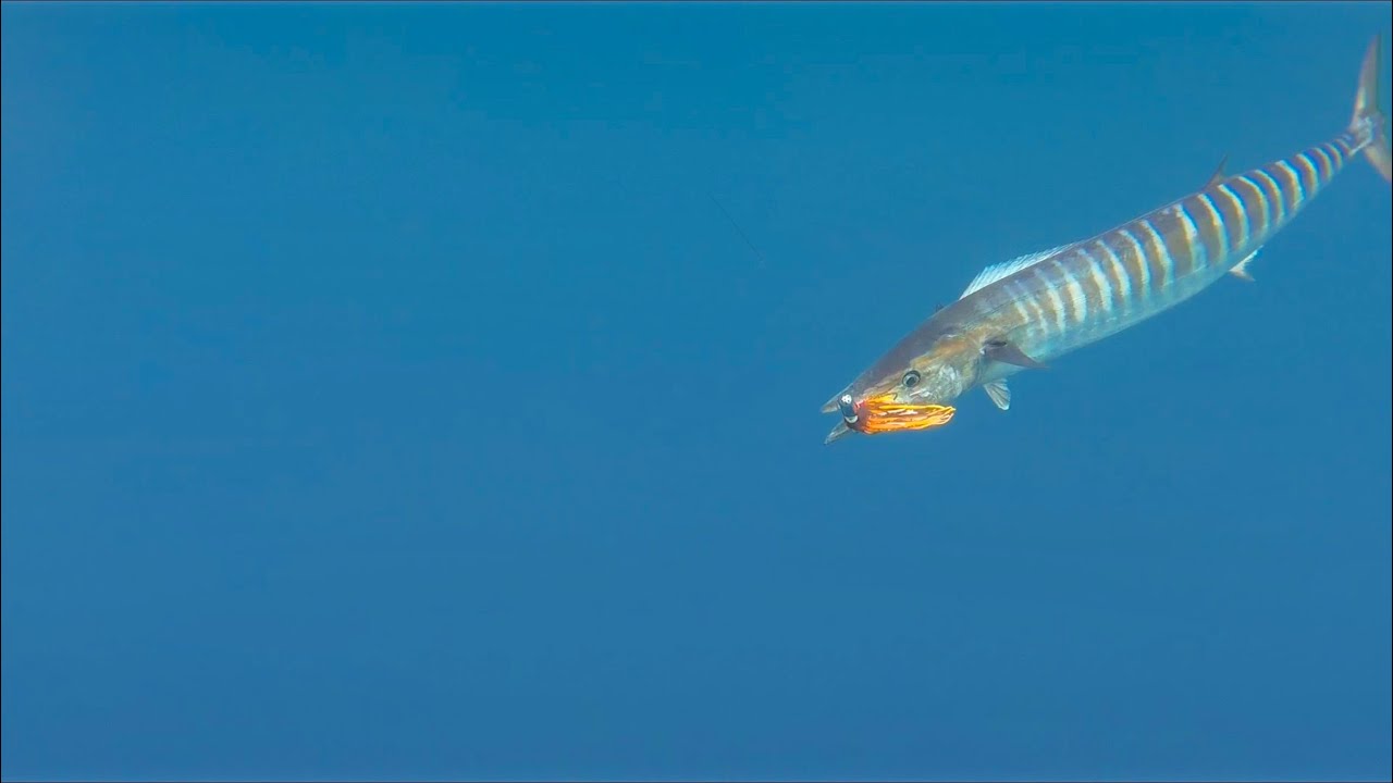 Wahoo Fishing Hawaii Big Island | Episode 02 - YouTube