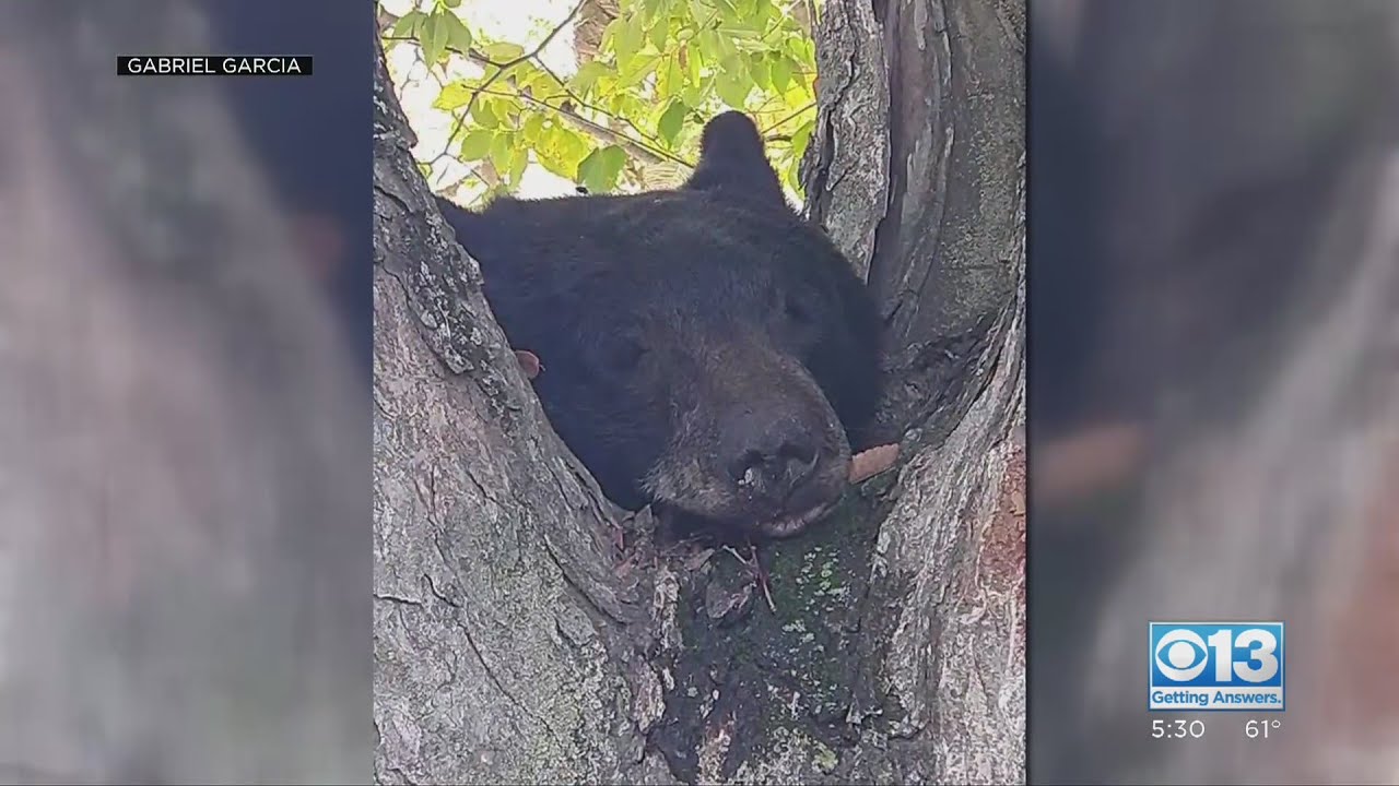Severed Bear Head Found In Stockton Tree - YouTube