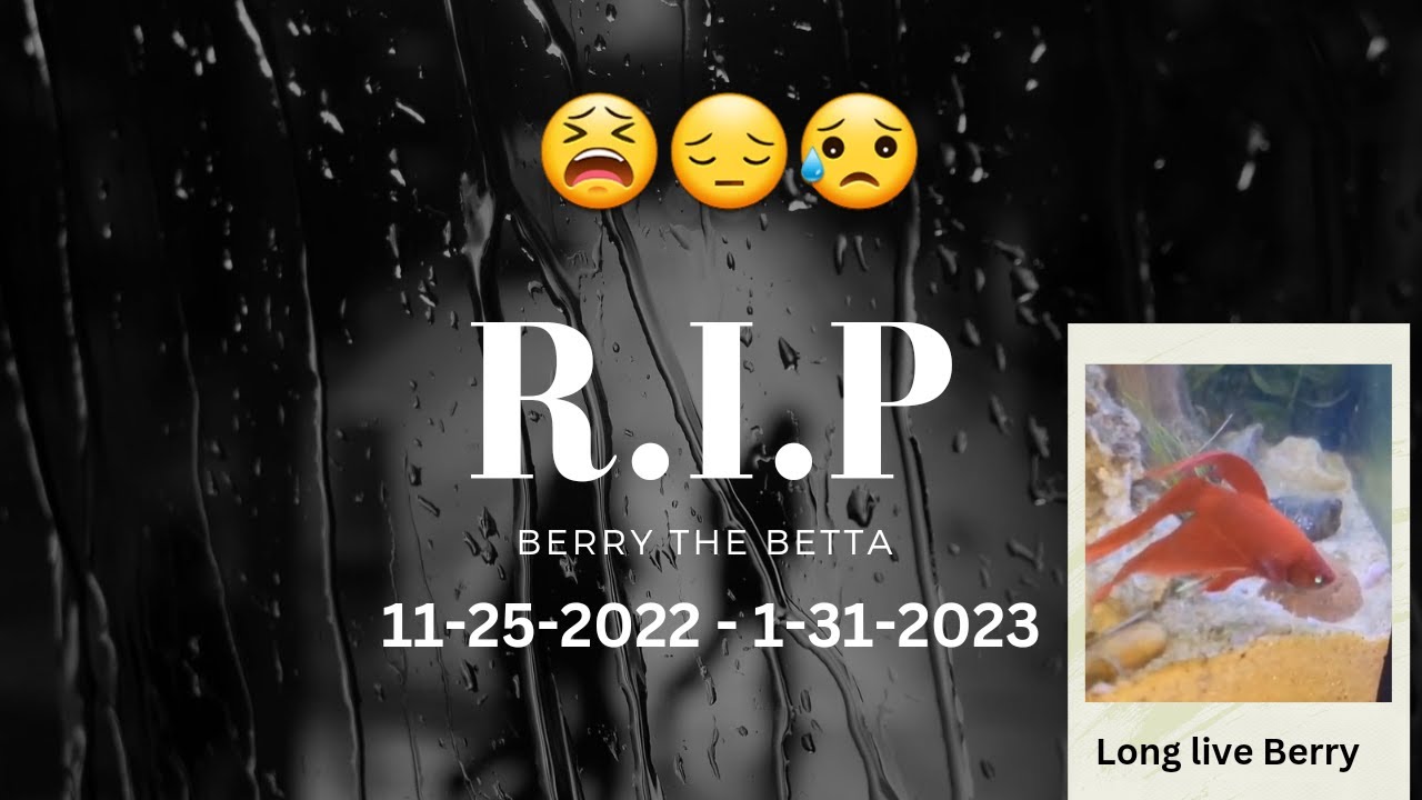 😩😢 OMG WHAT happened BERRY!!??? - YouTube