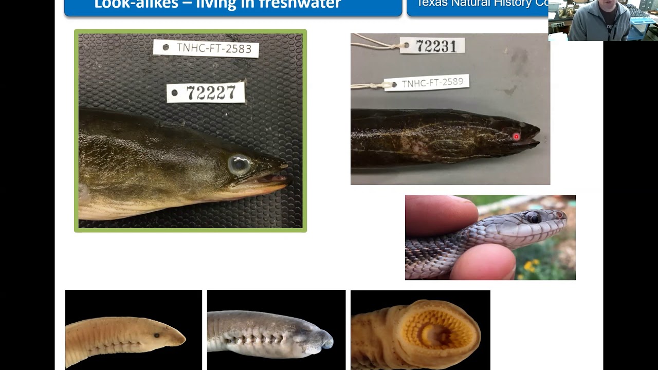 It's the Real Eel! - YouTube