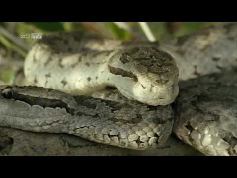 ZDF Doku - Big Pacific 1/4 - Der gewaltsame Ozean