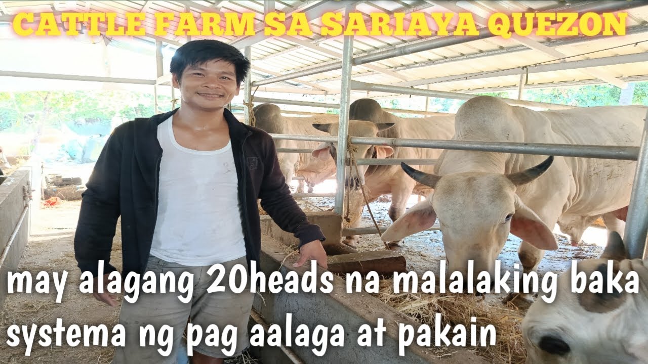 Cattle Farm visit sa sariaya quezon 20 heads na Baka! - YouTube