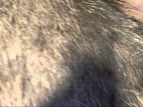 Sierras Hair Loss Update (Goat Loosing her hair) - YouTube