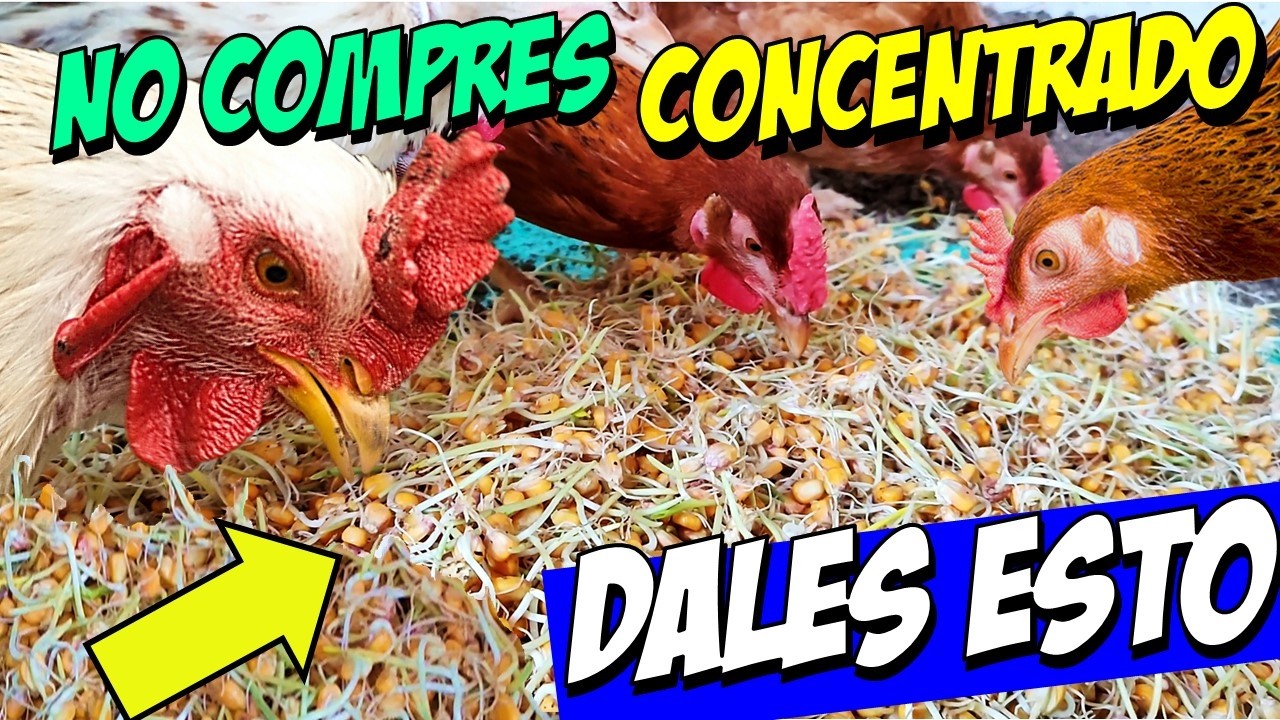 Cómo Cultivar Maíz Germinado como Alimento para Pollos y Gallinas en ...