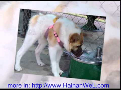 Unusual dog without torso bred in Alabama USA Необычная собака без ...