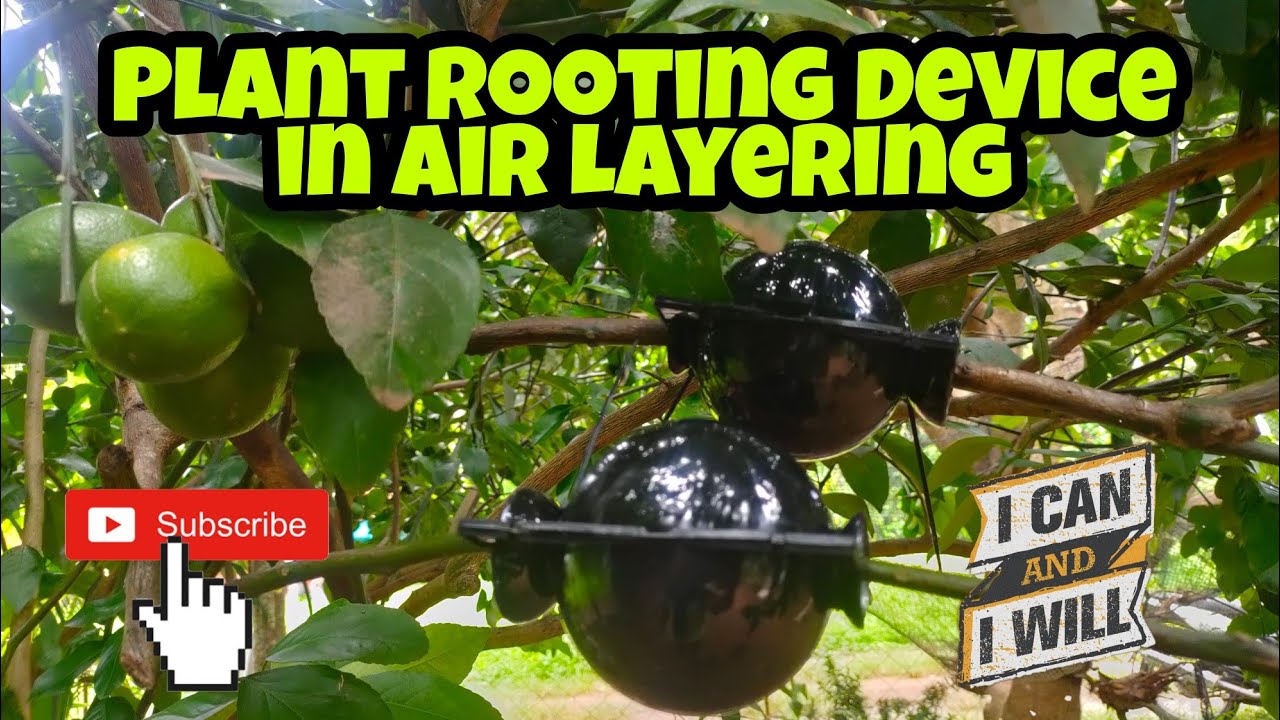 How to Use Plant Rooting Device - YouTube