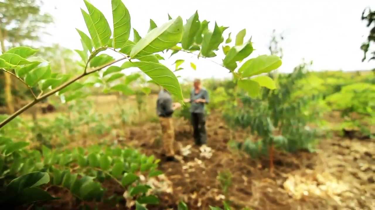 🌏 earthrise - Parallel Planting - YouTube