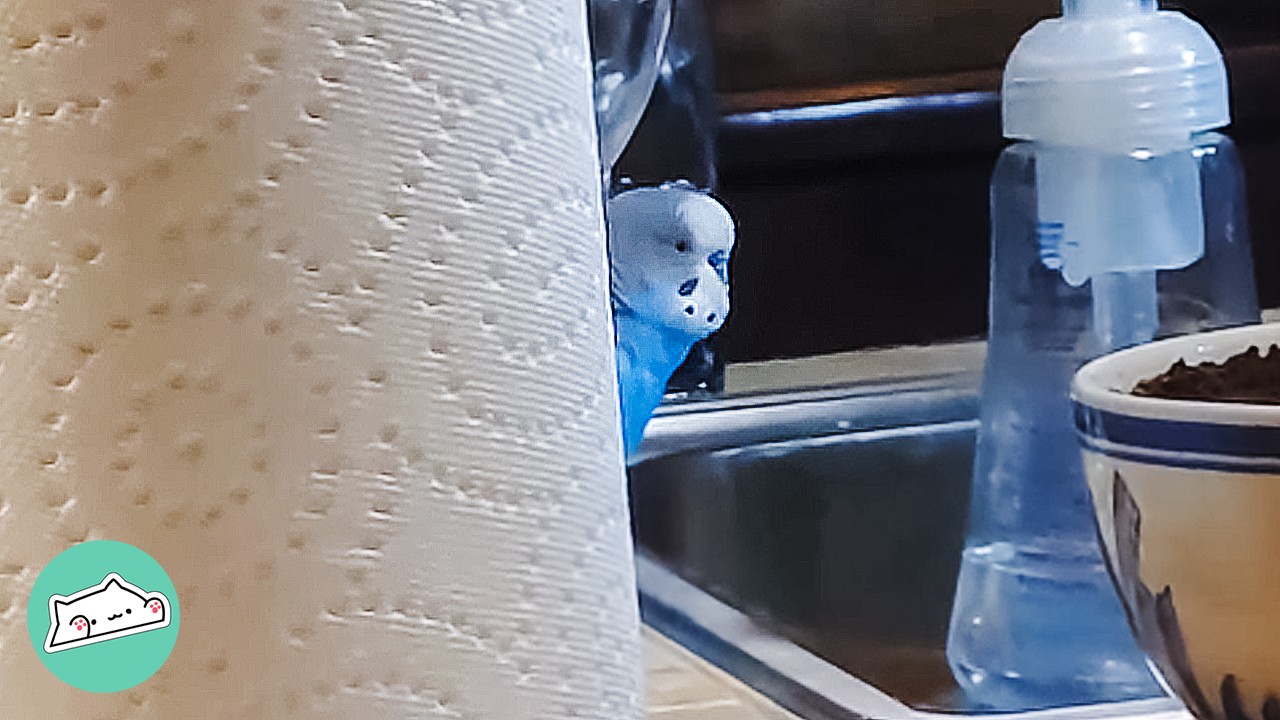 Girl Got A Very Shy Budgie. Now The Bird Follows Her Everywhere | Cuddle Buddies - YouTube