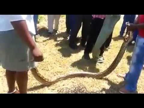 Python captured @ University of Zimbabwe - YouTube
