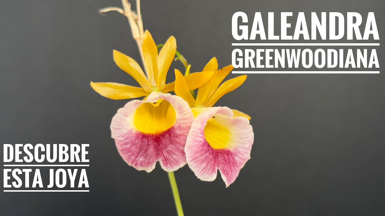 Galeandra greenwoodiana - SHOWCASE - DESTAQUE - YouTube