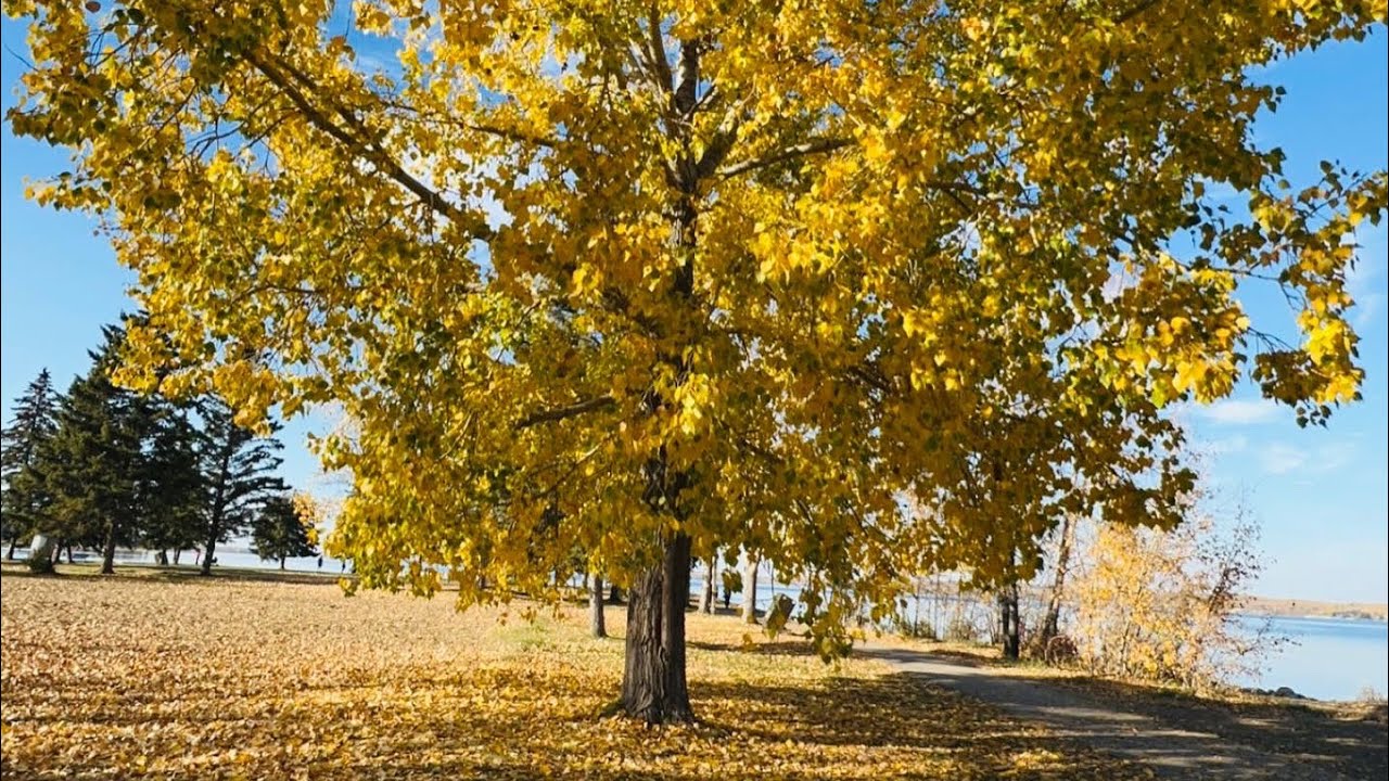 Beautiful Autumn Leaves Silent LS - YouTube