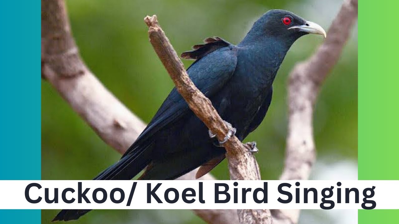 Cuckoo Bird Singing | Koel Sound | Koyal Bird #birds #cuckoo #koel # ...