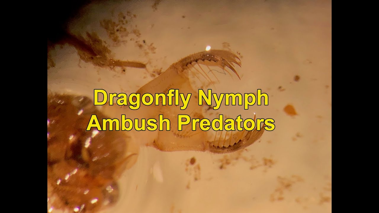 Dragonfly Nymph: Ambush Predator - YouTube