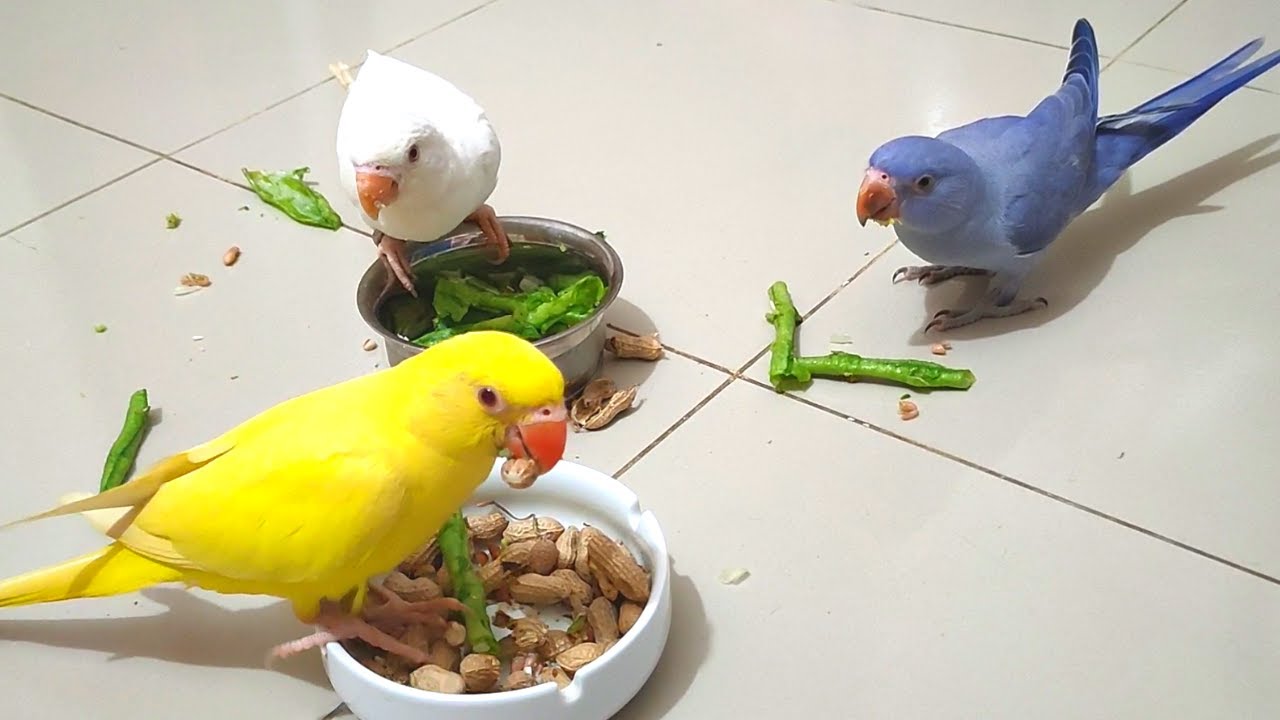 Ringneck Parrot Best Food at Peter Crocker blog