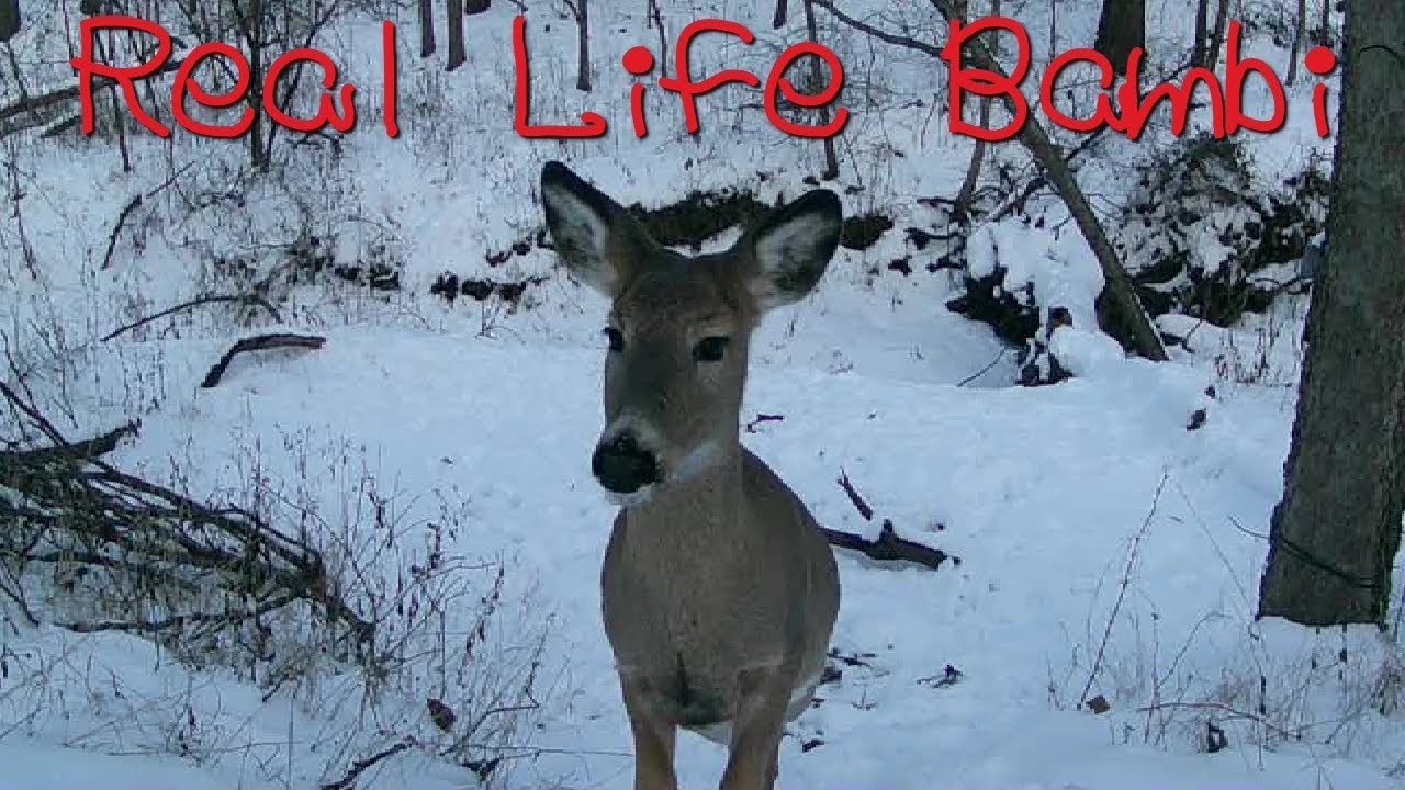 𐂂 Real Life Bambi #1403🦌 - YouTube