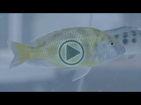 Bourse aux Poissons 2016 - YouTube