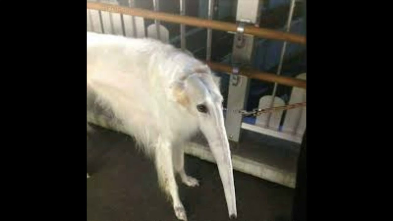 Unsettling Cursed Images - YouTube