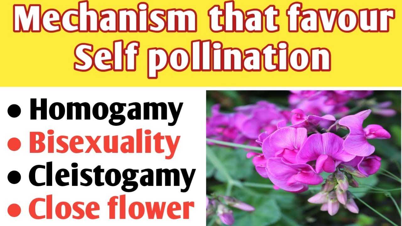 Device or Mechanism that favour the self pollination | Bisexuality ...