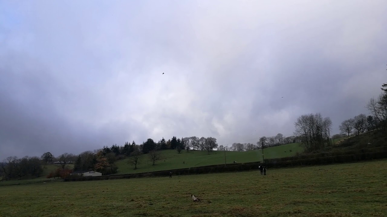 Driven Pheasant - Bodidris Shoot, North Wales - Spencers Drive - YouTube