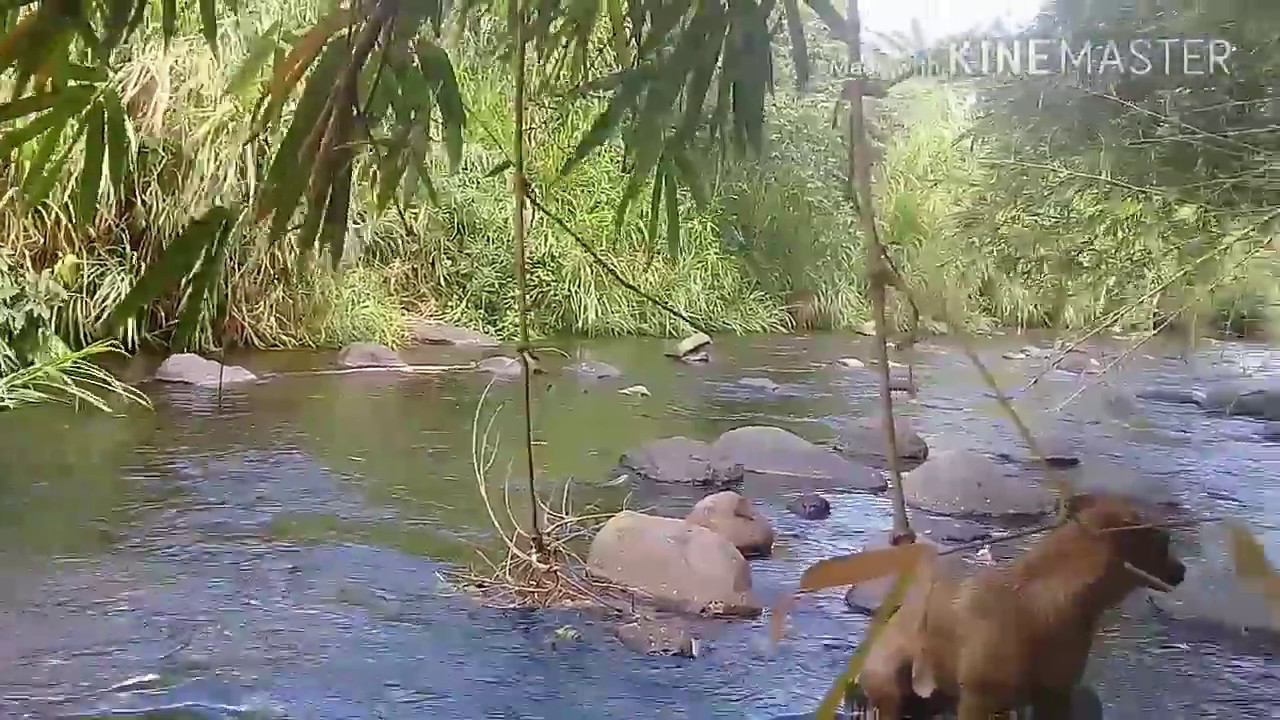 Grenada: Great River, Paradise Section. - YouTube