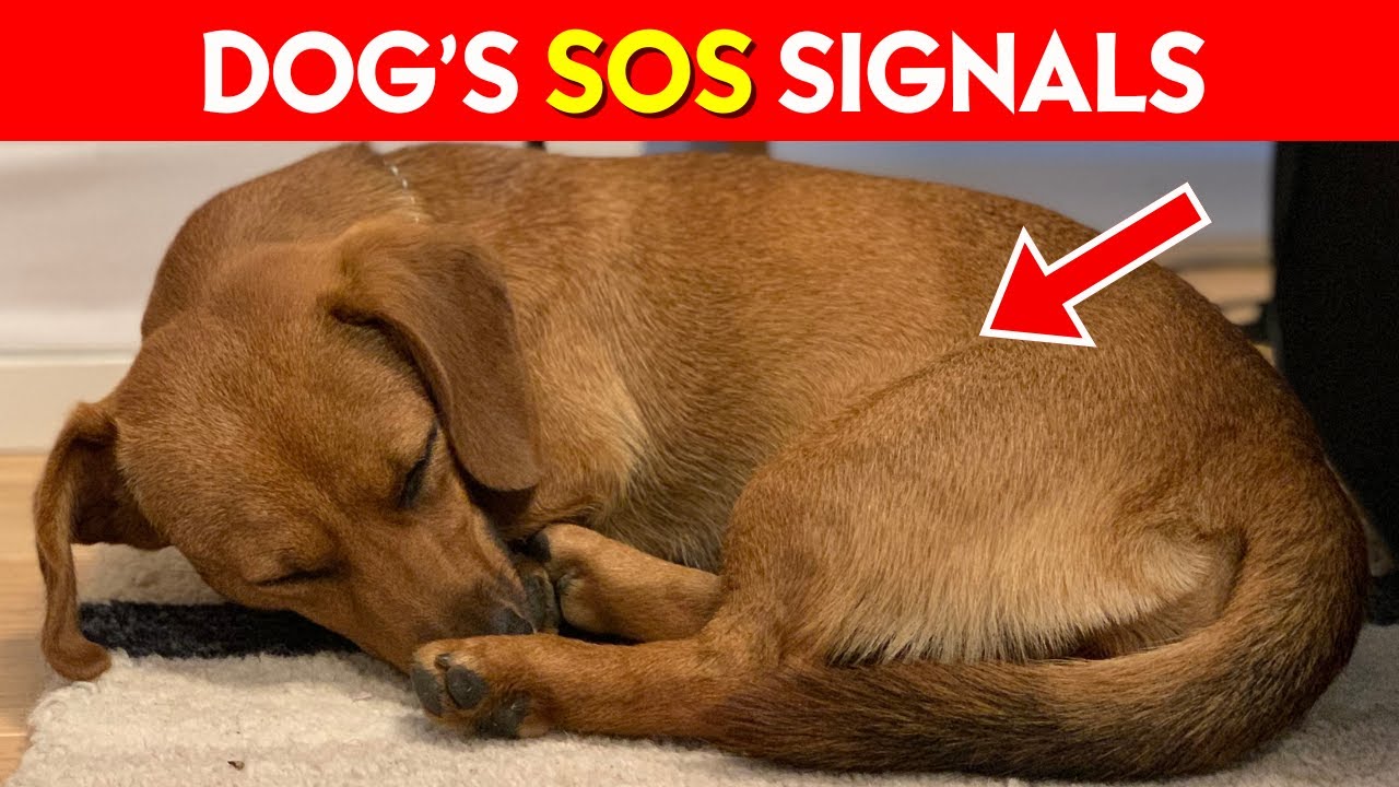 9 Warning Signs That Your Dog Is Begging For Help - YouTube