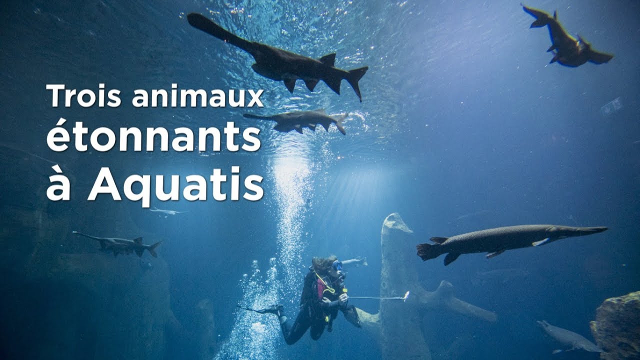 Trois animaux étonnants à Aquatis - YouTube