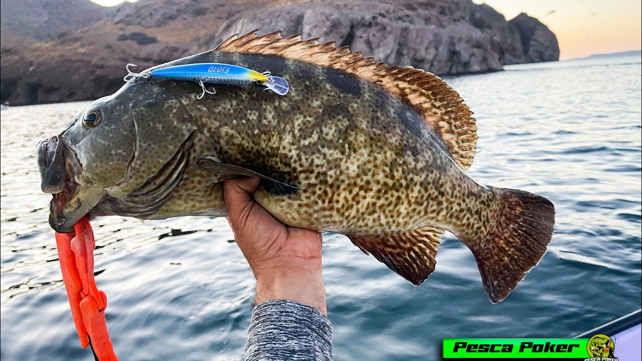 PESCA de CABRILLAS SARDINERAS en PUNTA BERRENDO // GOLFO de BAJA ...
