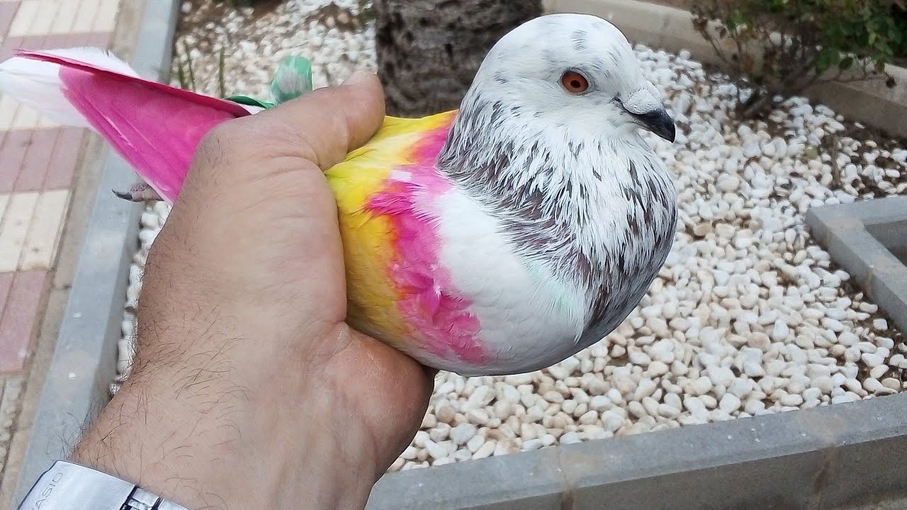 ¿Que palomo es mejor para competir? hablamos de palomos.. #juanbrillo ...