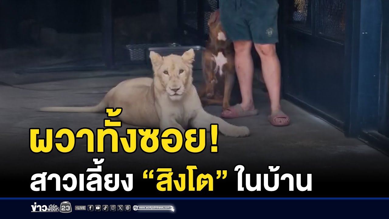 ผวาทั้งซอย! สาวเลี้ยง “สิงโต” ในบ้าน | บรรจงชงข่าว | 1 ธ.ค.68 - YouTube