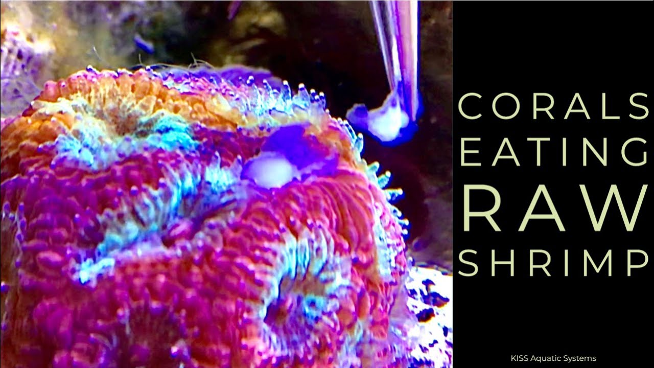 Corals Eating Raw Shrimp - YouTube
