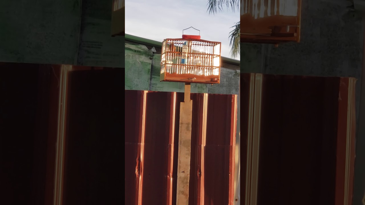 Fire red bird whistle - YouTube