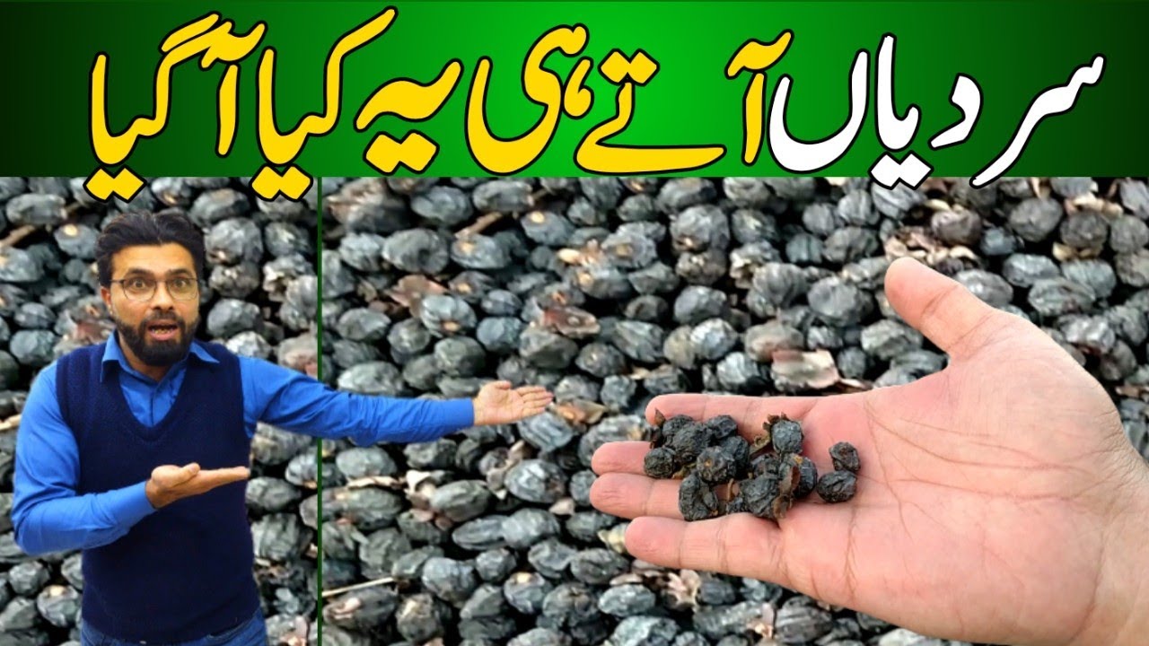 kale amlok ke fayde | healthy amlok - YouTube