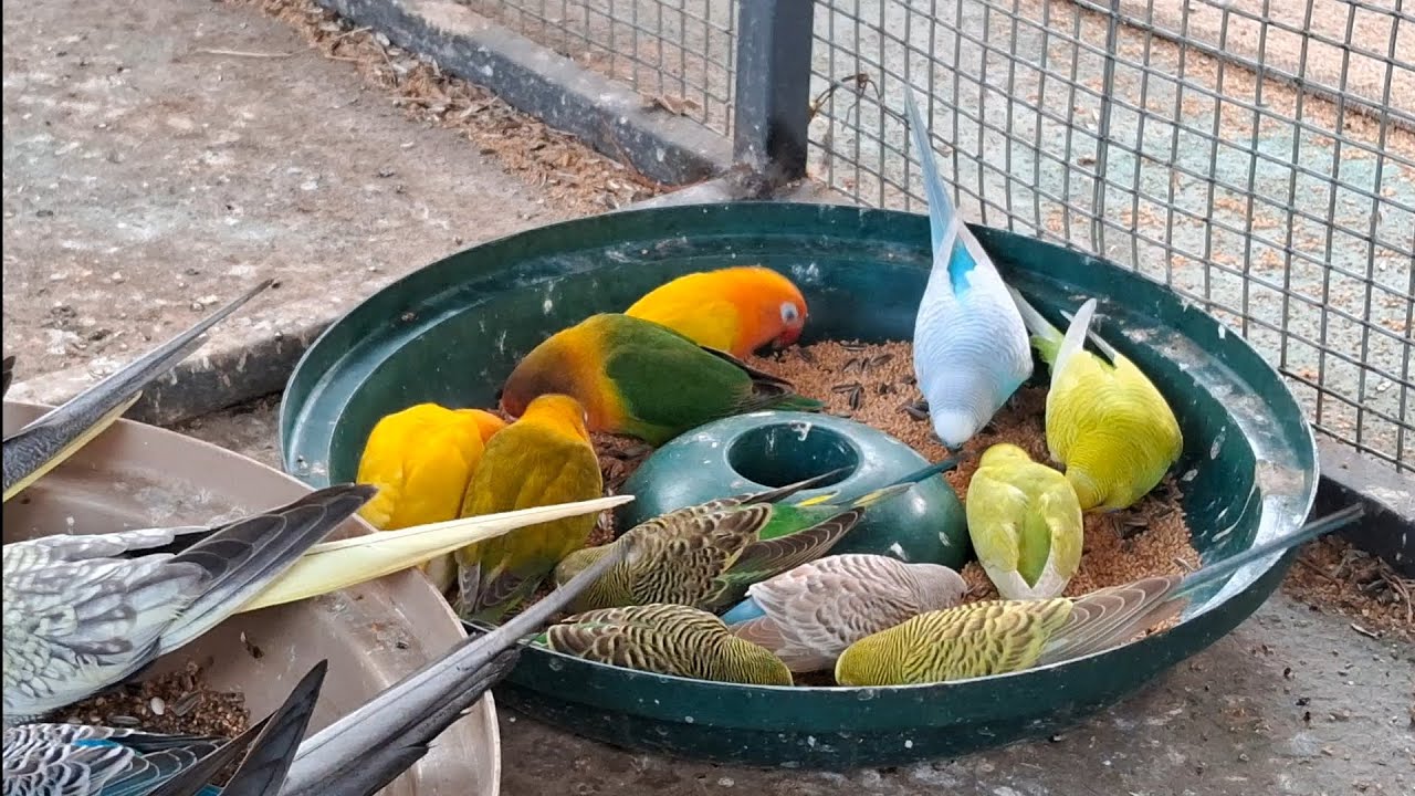 birds | love birds | budgies | terrace aviary | feeding - YouTube