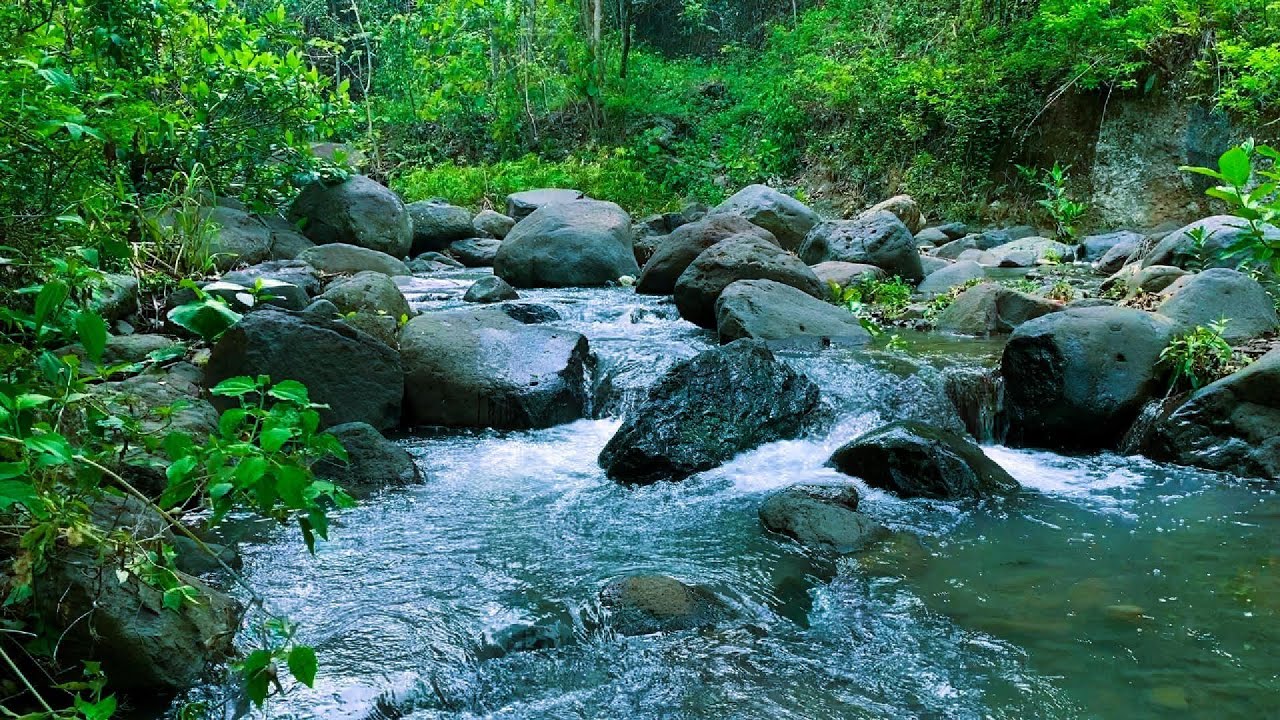 Soft River Flowing in Green Forest Relaxing River Sounds Nature White ...