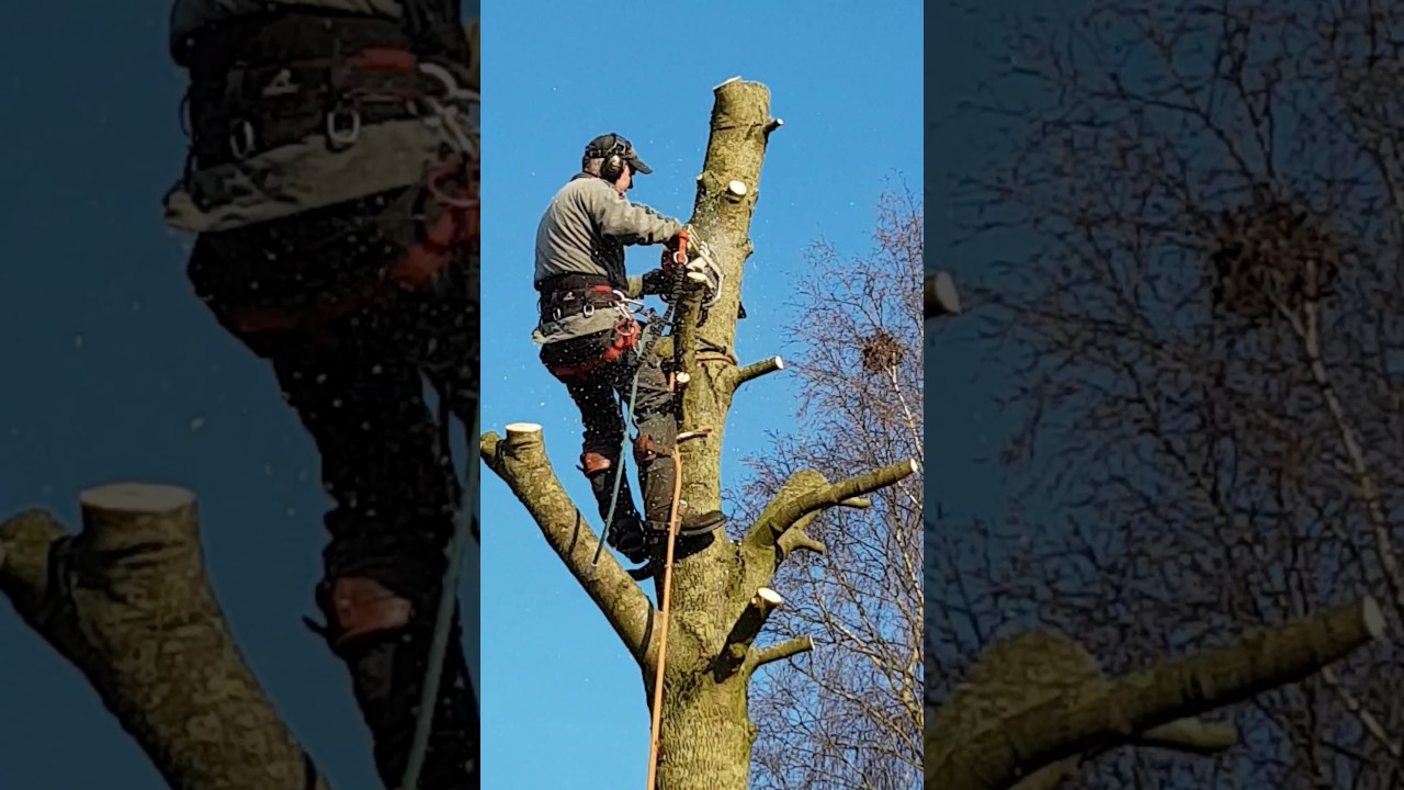 Grote bomen vellen (1) - YouTube