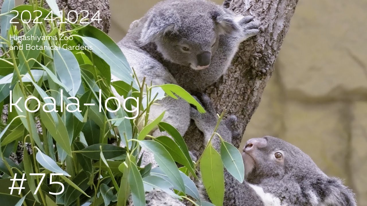 [koala-log] コアラログ #75 東山動植物園 241024 🐨 - YouTube