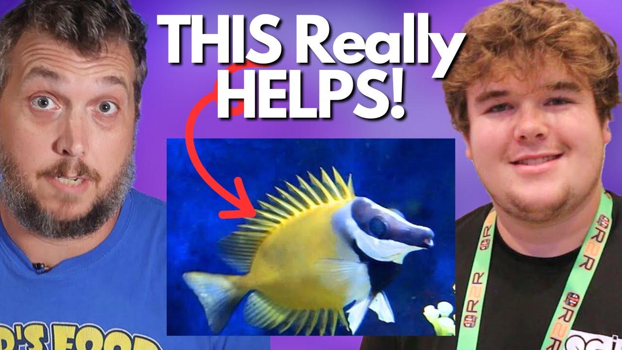 Really Helpful Algae Eating Fish Excellent For Your Reef Tank! - YouTube