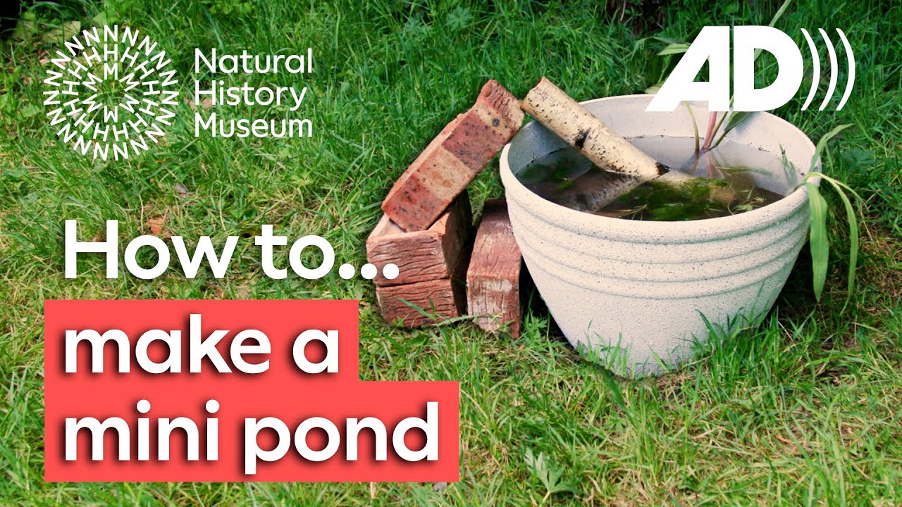 How to make a mini pond in a pot | Natural History Museum (Audio ...