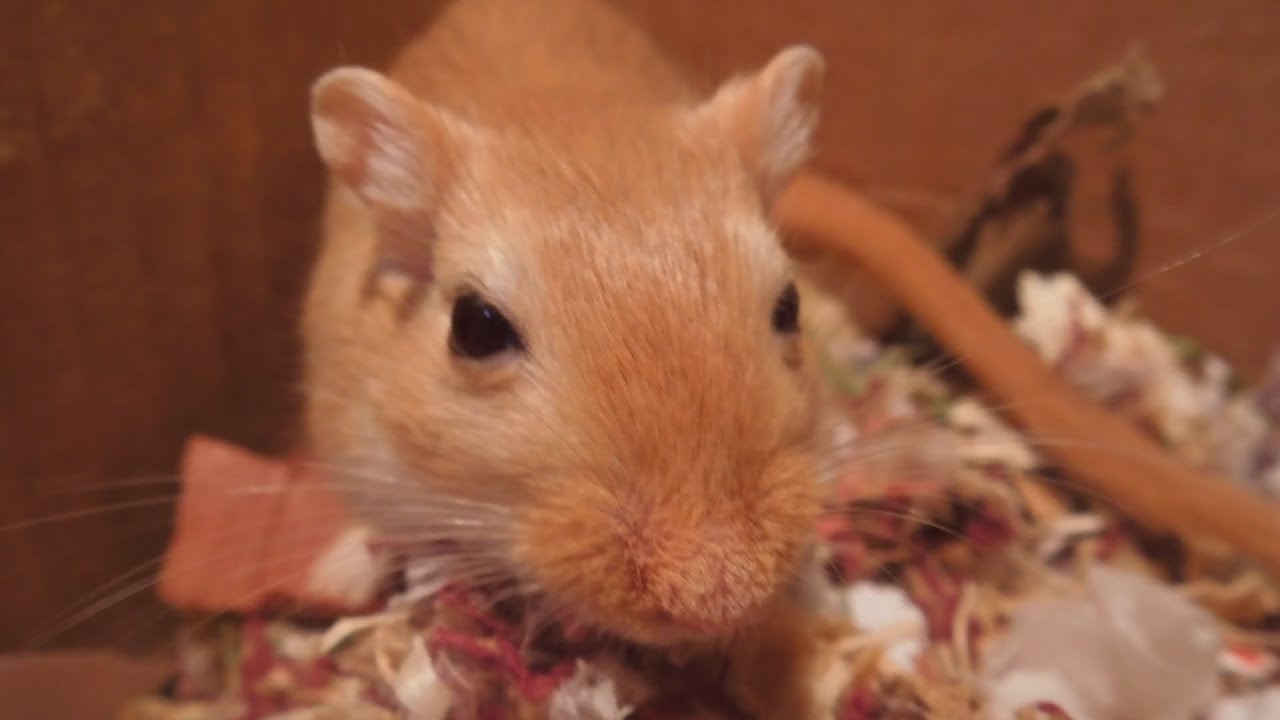 Introducing Sally & Scatchet! - YouTube