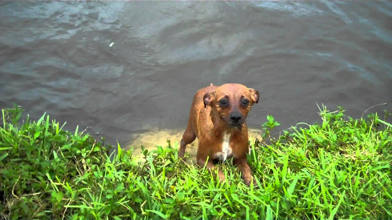 The Amazing Vincenzo "Vinny", the Backflipping Dog - YouTube