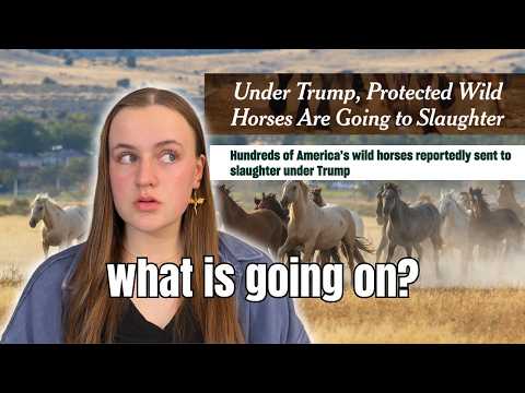How are Protected Wild Horses Ending Up in the Slaughter Pipeline?