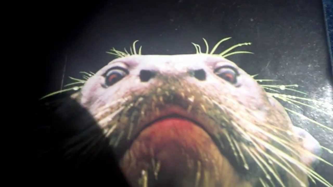 Scary otter - YouTube