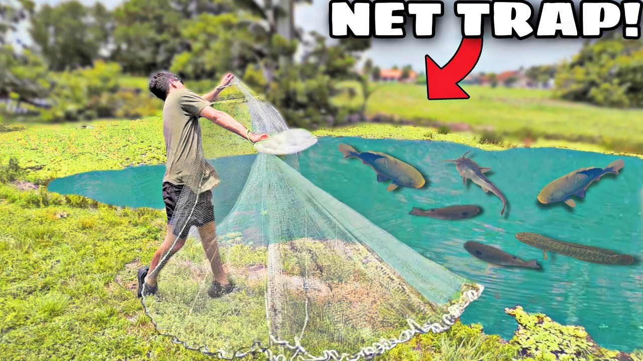 NET TRAP CATCHES TONS Of FISH For My BACKYARD POND! - YouTube