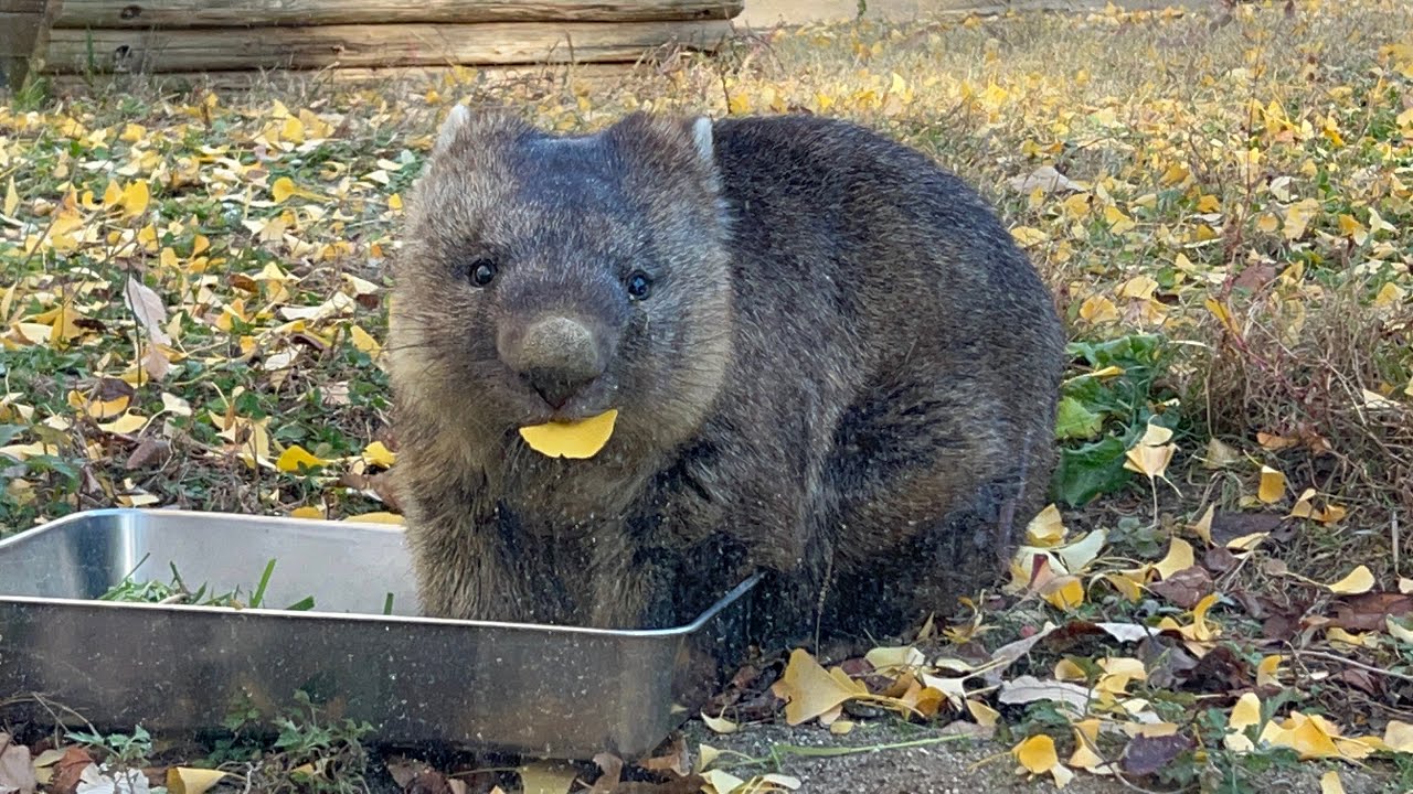 🍂秋の昼下がり、もぐもぐワインさん🍷🐨(wombat Wine/五月山動物園) - YouTube