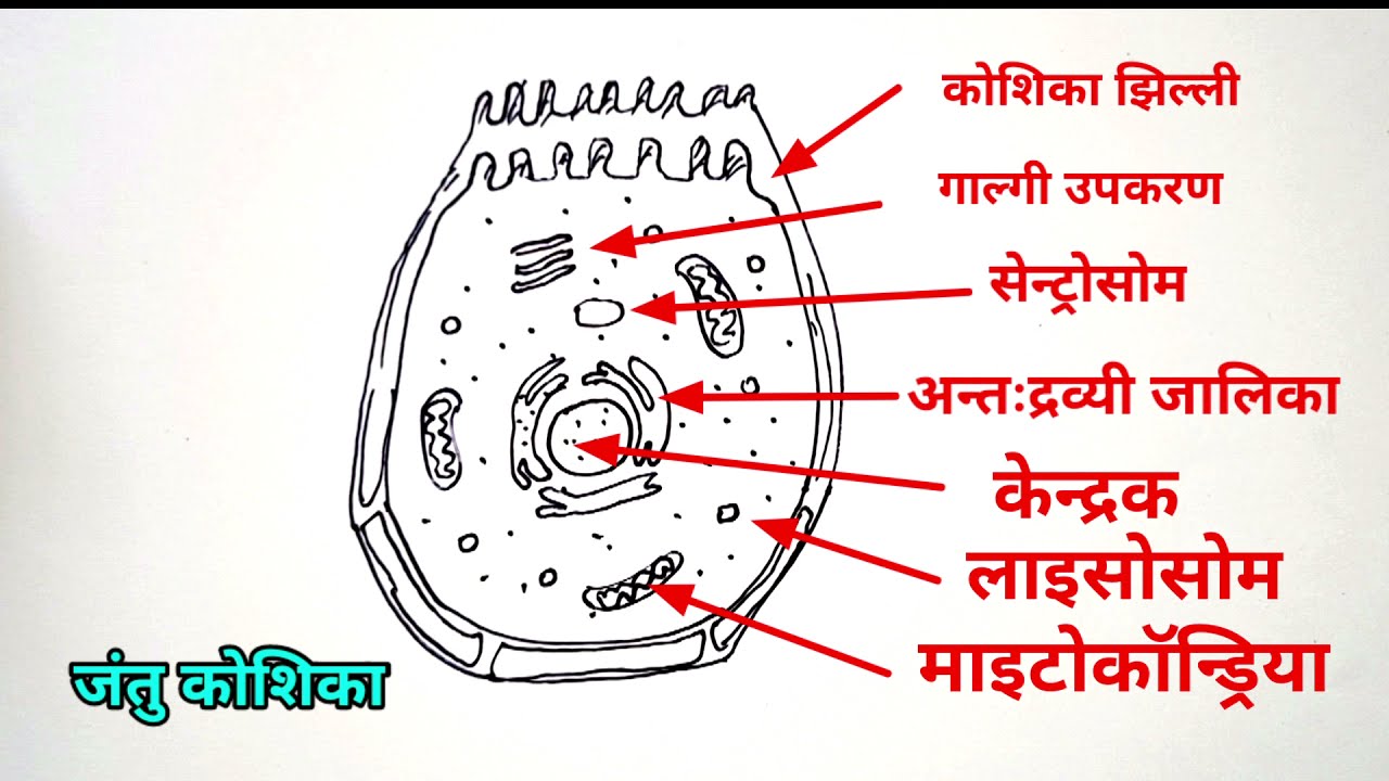 Animal cell easy diagram.जंतु कोशिका का सरल नामांकित चित्र - YouTube